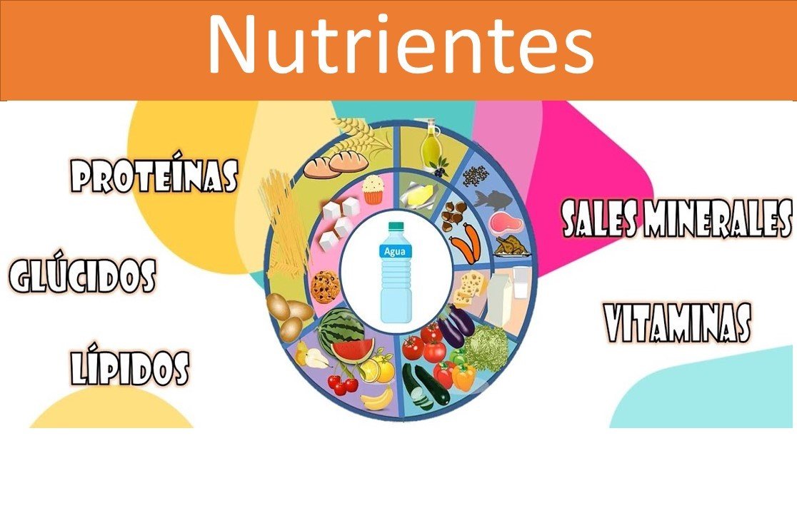 ¿Qué son los nutrientes? - ALIMENTA TU VIDA